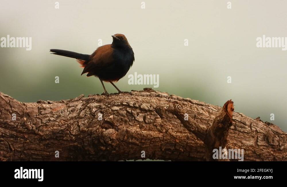 Male indian robin Stock Videos & Footage - HD and 4K Video Clips - Alamy