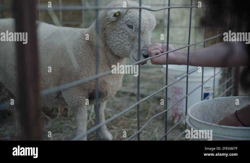 Fluffy white sheep Stock Videos & Footage - HD and 4K Video Clips - Alamy