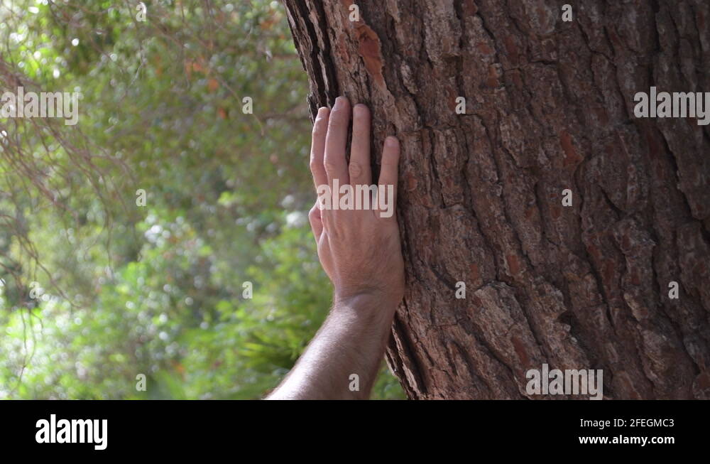 Male pine tree flower pine Stock Videos & Footage - HD and 4K Video ...
