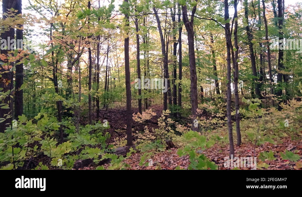 Rust covered leaves Stock Videos & Footage - HD and 4K Video Clips - Alamy