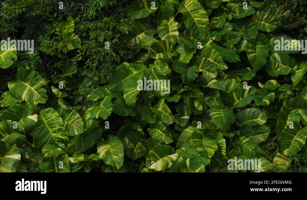 Green fresh foliage pattern Stock Videos & Footage - HD and 4K Video ...