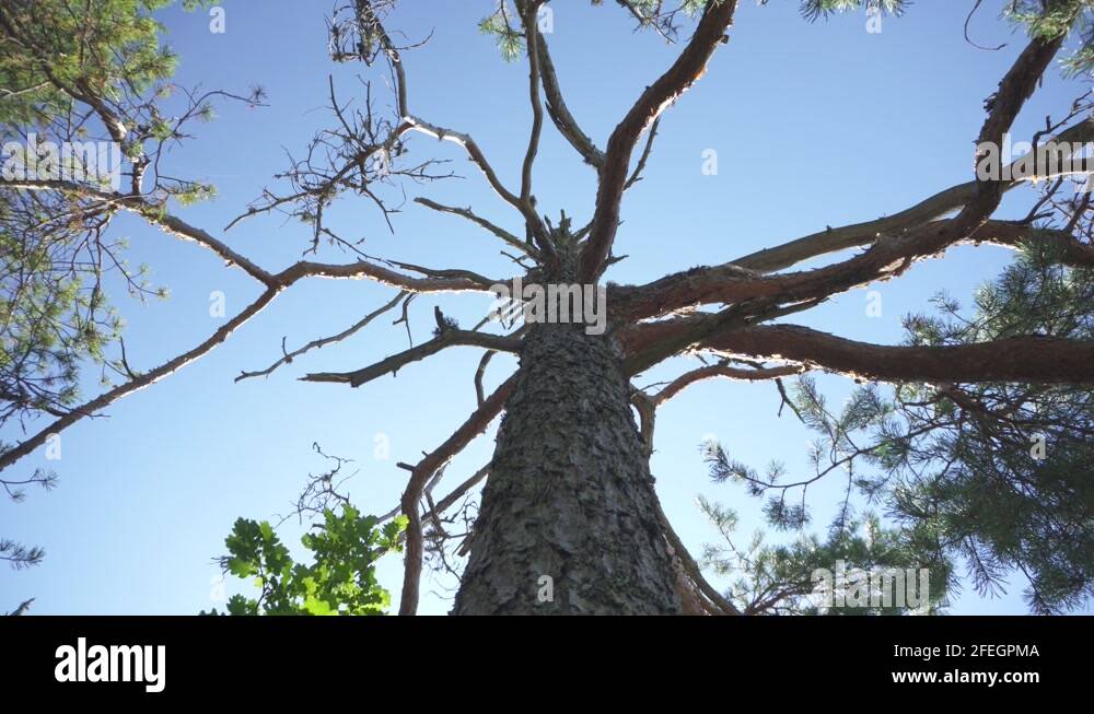 An old dead trees bark Stock Videos & Footage - HD and 4K Video Clips ...