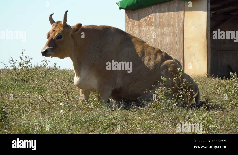 Korean cow Stock Videos & Footage - HD and 4K Video Clips - Alamy