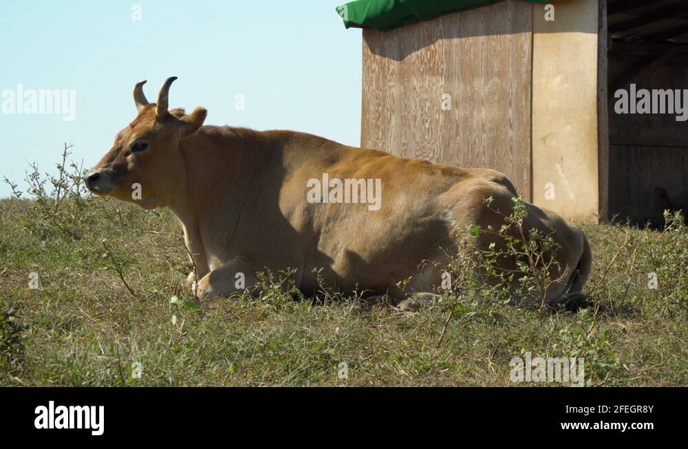Cow pooping Stock Videos & Footage - HD and 4K Video Clips - Alamy
