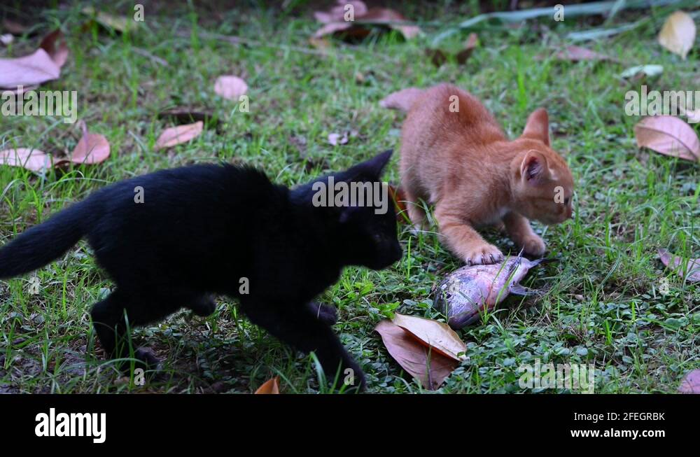 Feral Cats fighting for a Tilapia fish; two young Feral Cats fighting ...