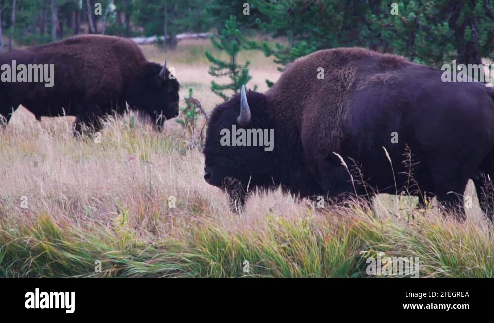Native american indian buffalo hunting Stock Videos & Footage - HD and ...