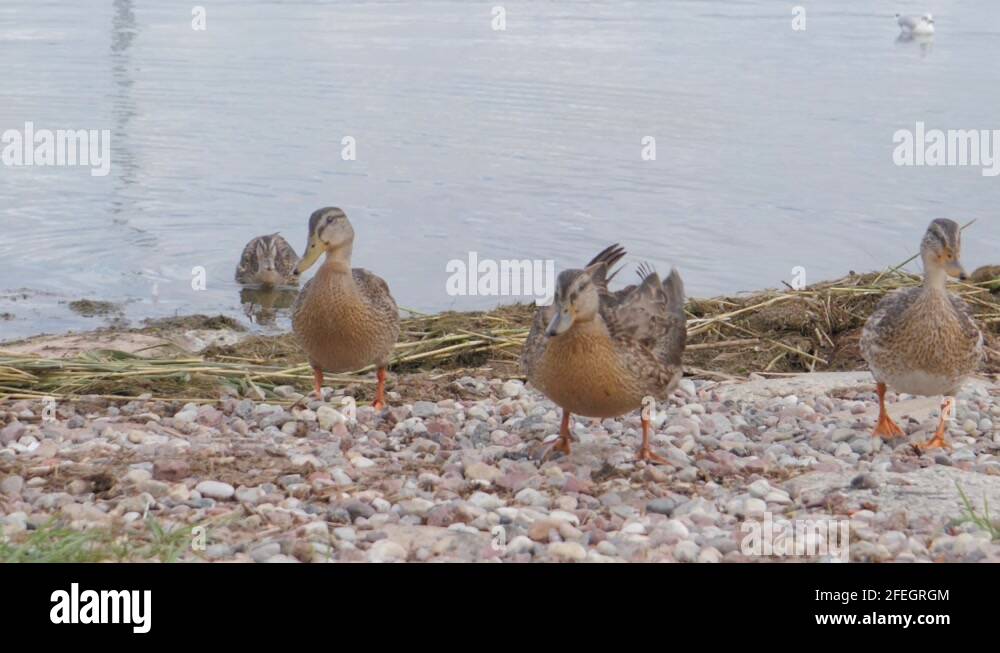 Duck tails Stock Videos & Footage - HD and 4K Video Clips - Alamy