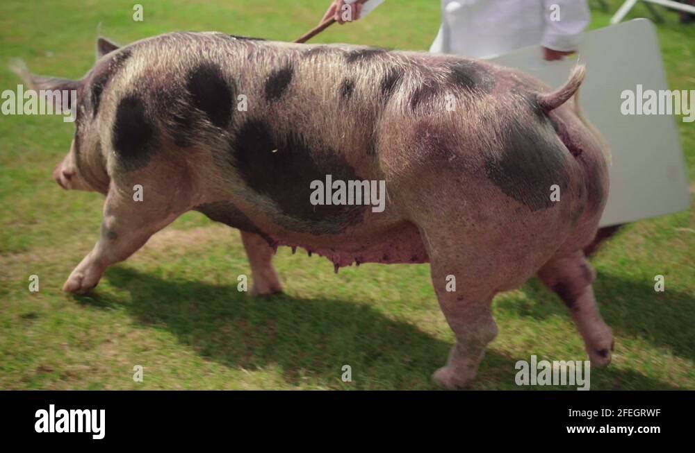 Gloucestershire old spots Stock Videos & Footage - HD and 4K Video ...