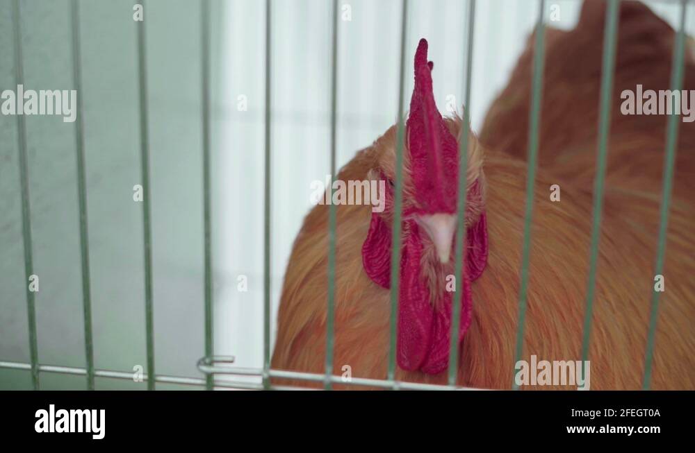 Chicken competition show poultry Stock Videos & Footage - HD and 4K ...
