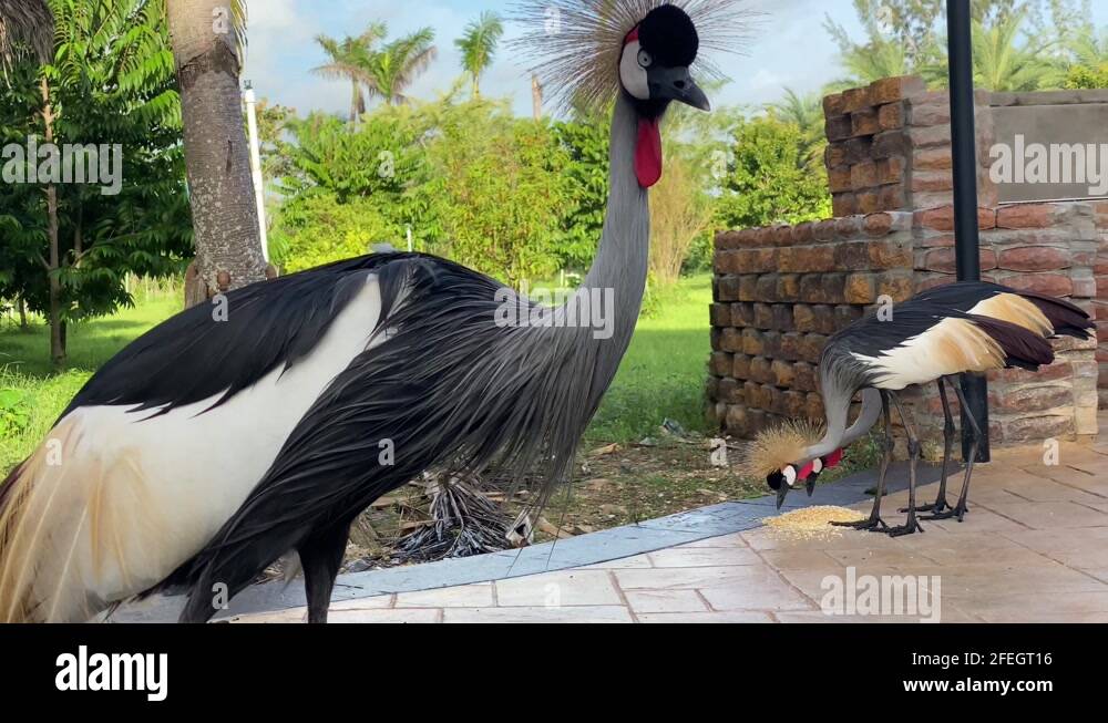 Chicken crown Stock Videos & Footage - HD and 4K Video Clips - Alamy