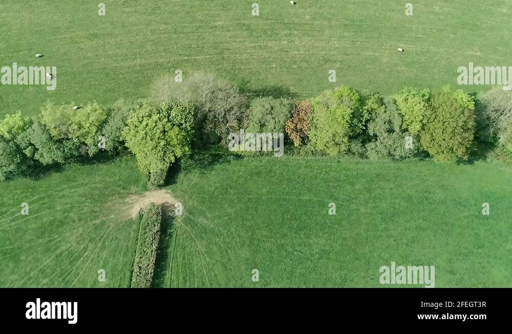 Tree hedges Stock Videos & Footage - HD and 4K Video Clips - Alamy