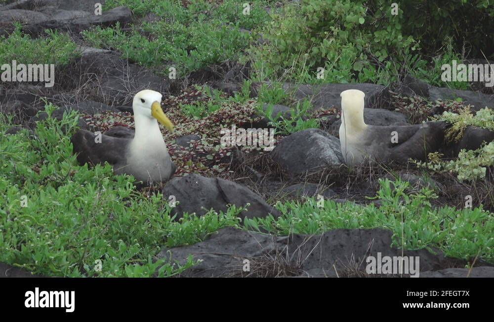 Albatross island nature reserve Stock Videos & Footage - HD and 4K ...