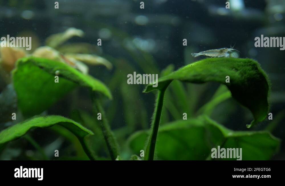 Yamato shrimp Stock Videos & Footage - HD and 4K Video Clips - Alamy