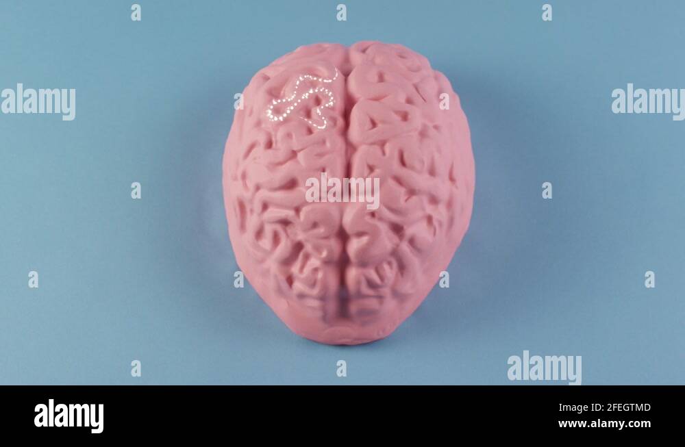 Human brain cerebral cortex Stock Videos & Footage - HD and 4K Video ...