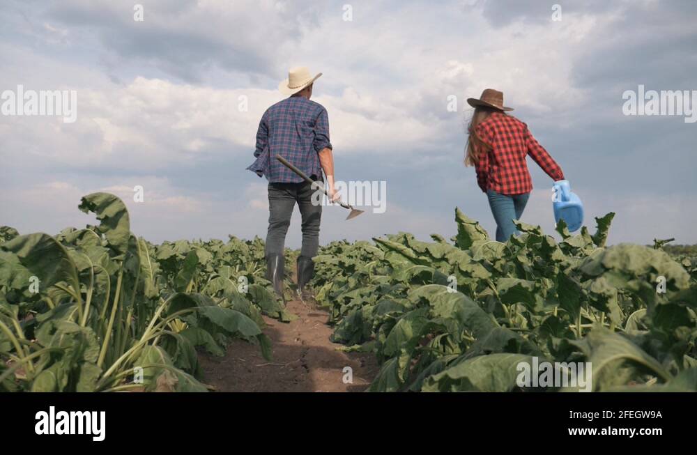 Agriculture teamwork Stock Videos & Footage - HD and 4K Video Clips - Alamy
