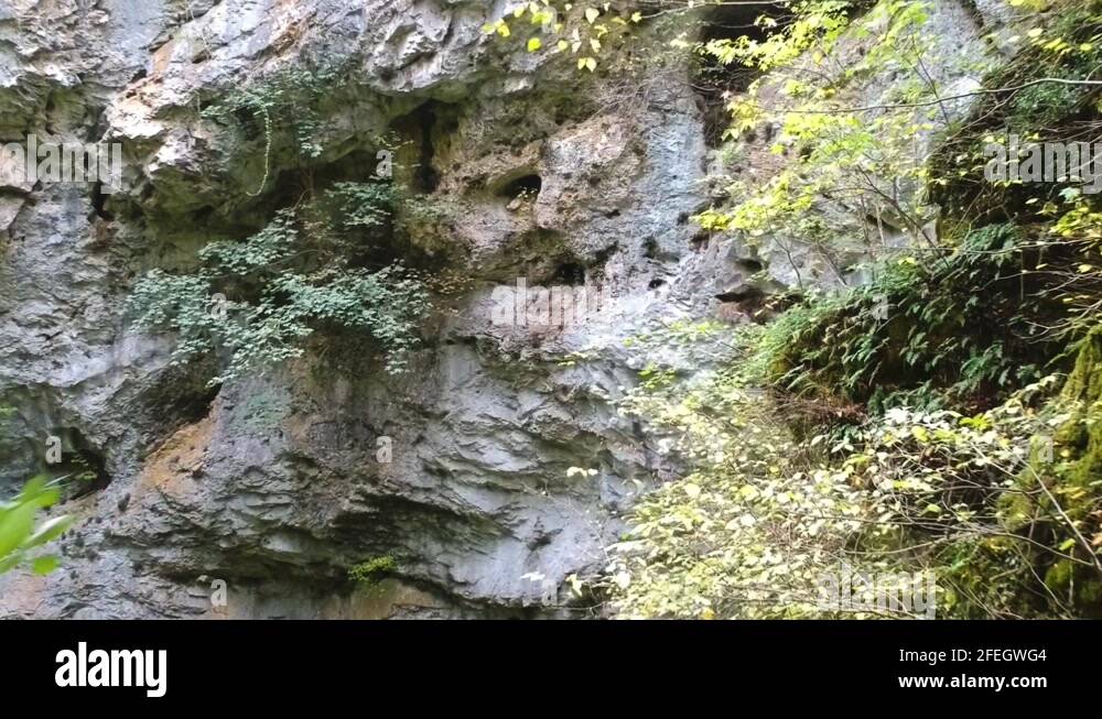 Lithophyte Stock Videos & Footage - HD and 4K Video Clips - Alamy