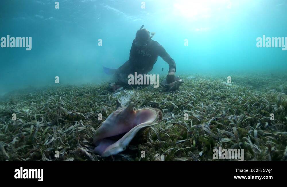 Goliath conch Stock Videos & Footage - HD and 4K Video Clips - Alamy