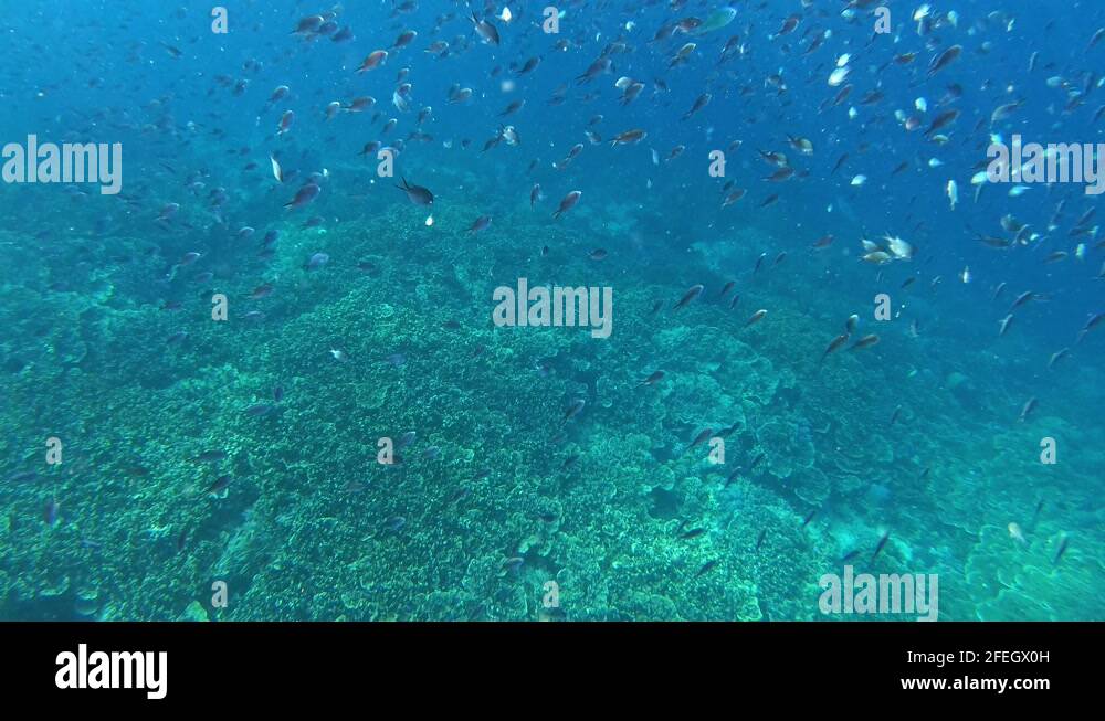 Boal fish Stock Videos & Footage - HD and 4K Video Clips - Alamy