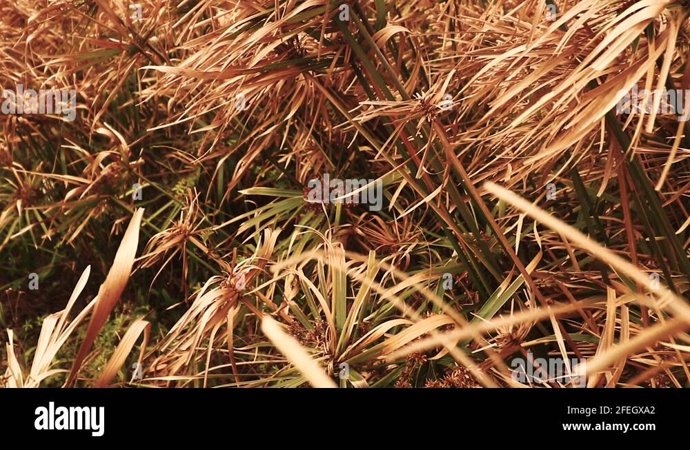 Cyperus papyrus drying up during the prolonged dry summer season Stock ...