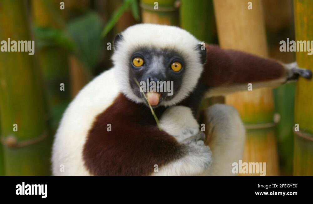 Ape like creature Stock Videos & Footage - HD and 4K Video Clips - Alamy