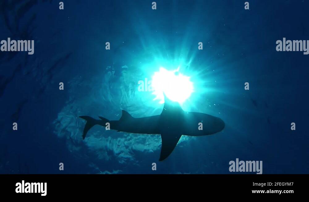 Great white shark head Stock Videos & Footage - HD and 4K Video Clips ...