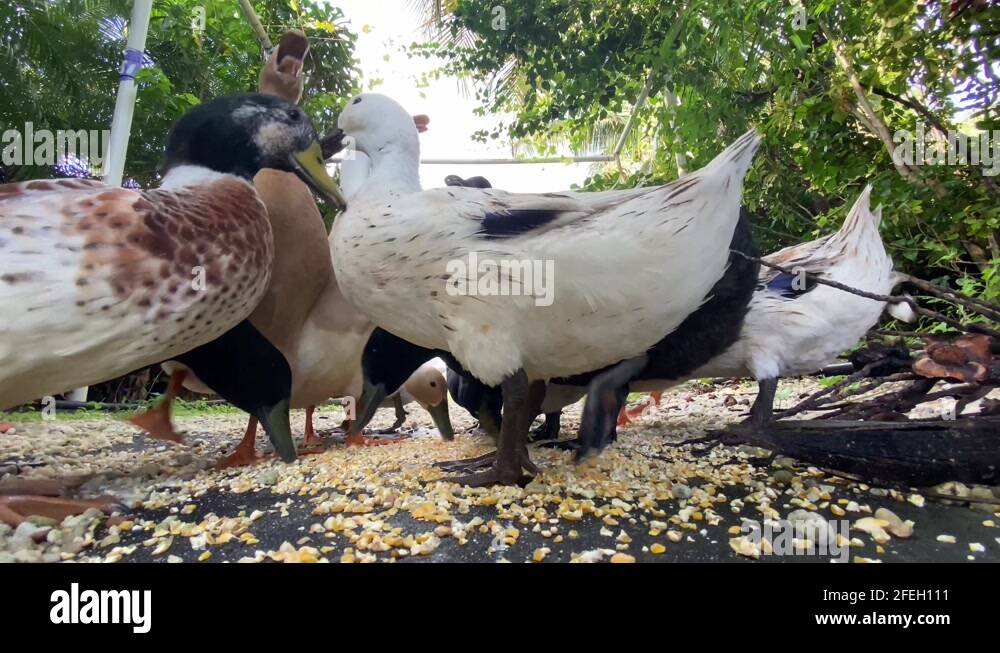 Pigeon group ducks Stock Videos & Footage - HD and 4K Video Clips - Alamy