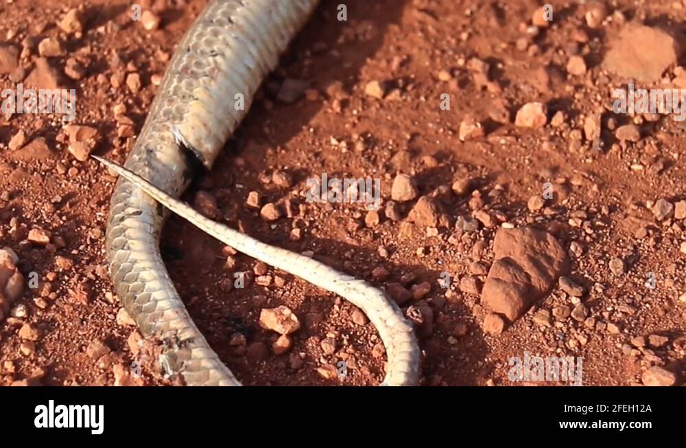 Dead snake in road Stock Videos & Footage - HD and 4K Video Clips - Alamy