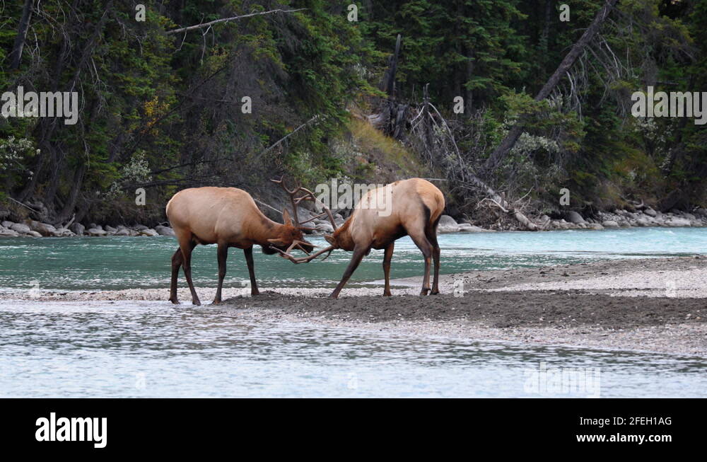 Two bull elk fight with locked antlers by river in rut mating season ...
