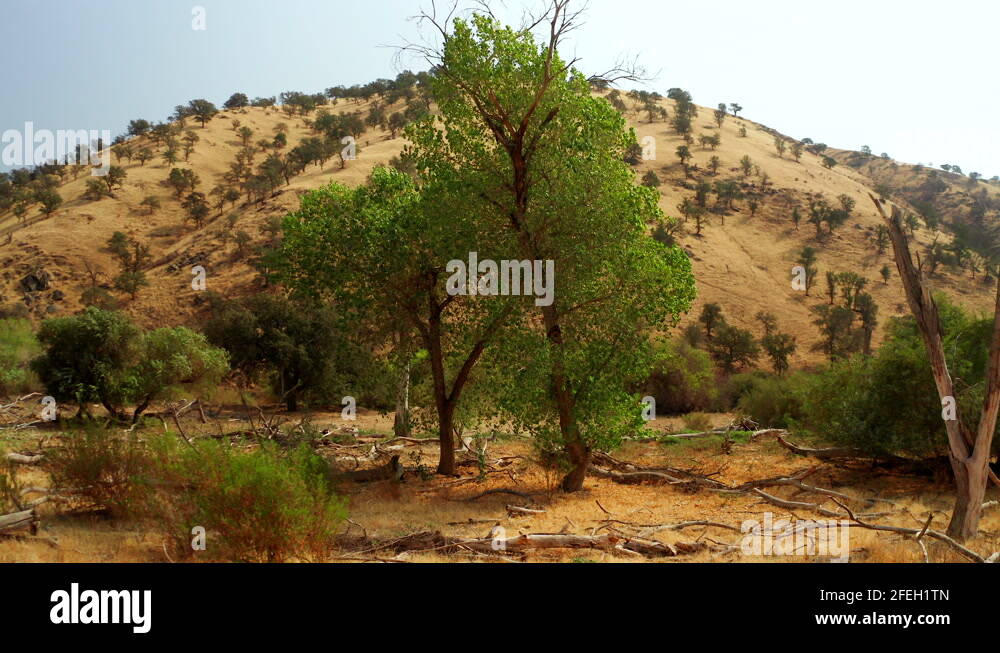 Grasslands with scattered trees or piling Stock Videos & Footage - HD ...