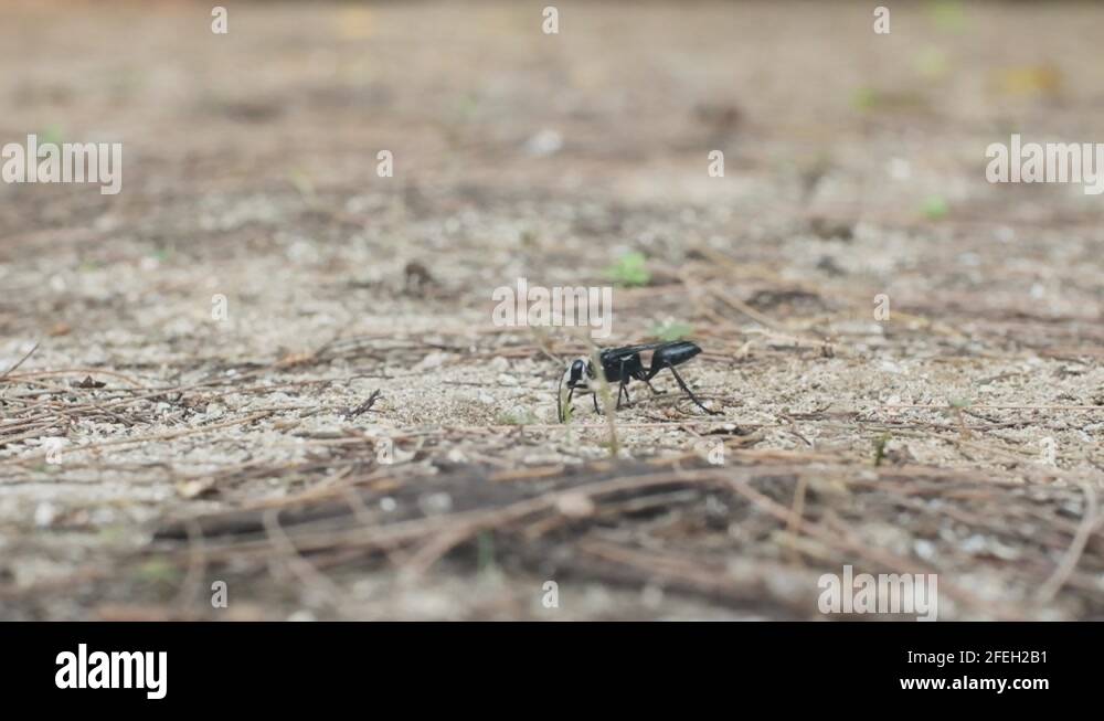 Wasp digging in sand Stock Videos & Footage - HD and 4K Video Clips - Alamy