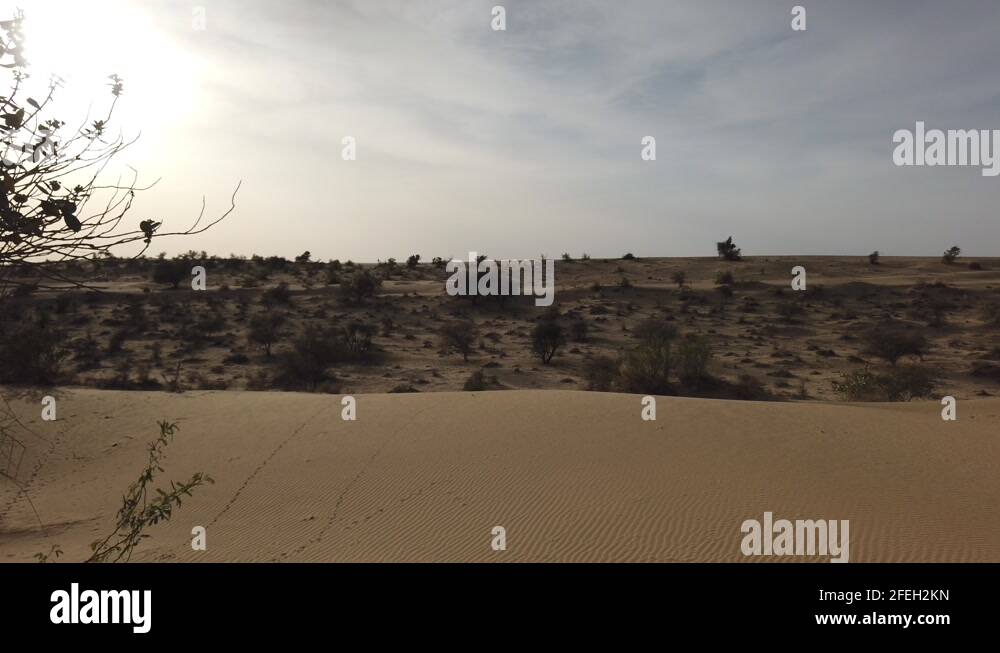 Scrubland species Stock Videos & Footage - HD and 4K Video Clips - Alamy