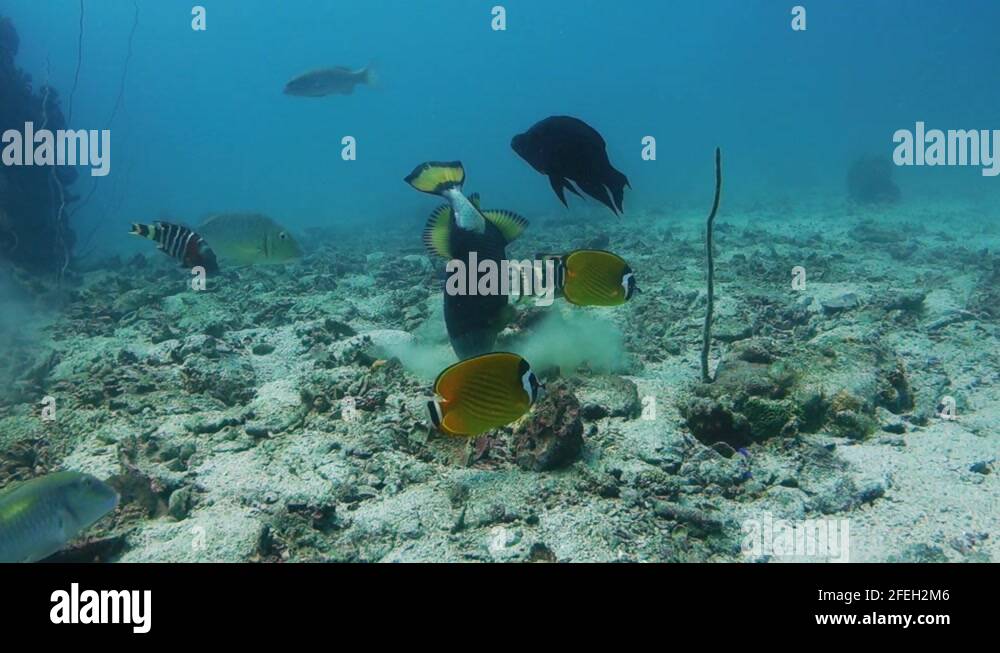 Triggerfish teeth Stock Videos & Footage - HD and 4K Video Clips - Alamy