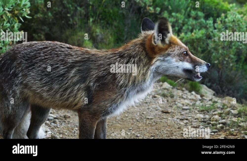 Sharp canine Stock Videos & Footage - HD and 4K Video Clips - Alamy