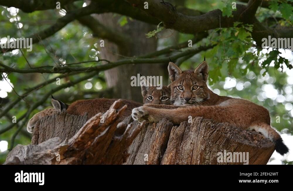 Lynx family Stock Videos & Footage - HD and 4K Video Clips - Alamy