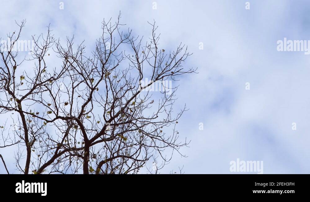 Wilting tree Stock Videos & Footage - HD and 4K Video Clips - Alamy