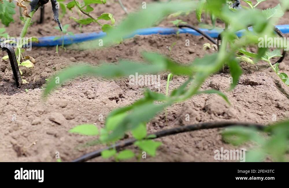Onion pipe Stock Videos & Footage - HD and 4K Video Clips - Alamy