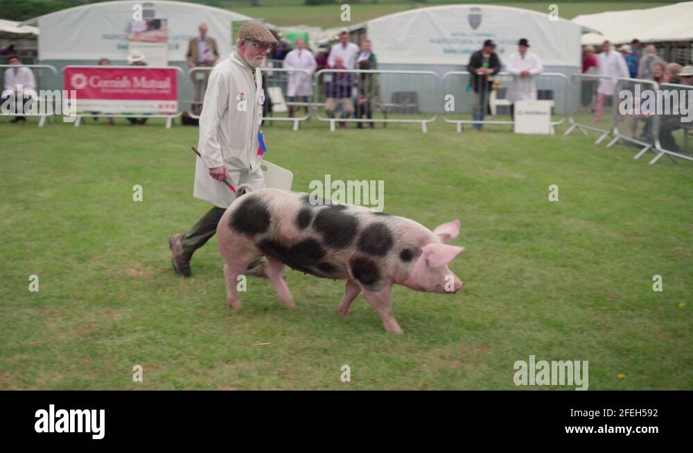 Old Man Pig Owner And Its Healthy Spotted Pig Pet At Royal Cornwall ...