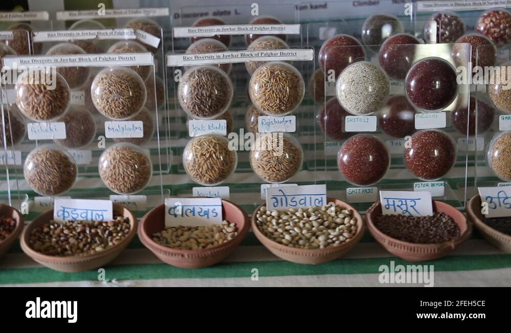 Regional millets seeds exhibition, India Stock Video Footage - Alamy