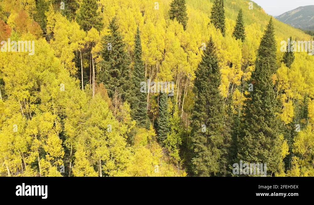 Deciduous tree fall foliage Stock Videos & Footage - HD and 4K Video ...