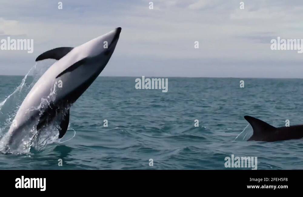 Dangerous dolphin animals swimming in the ocean in daytime with clear ...