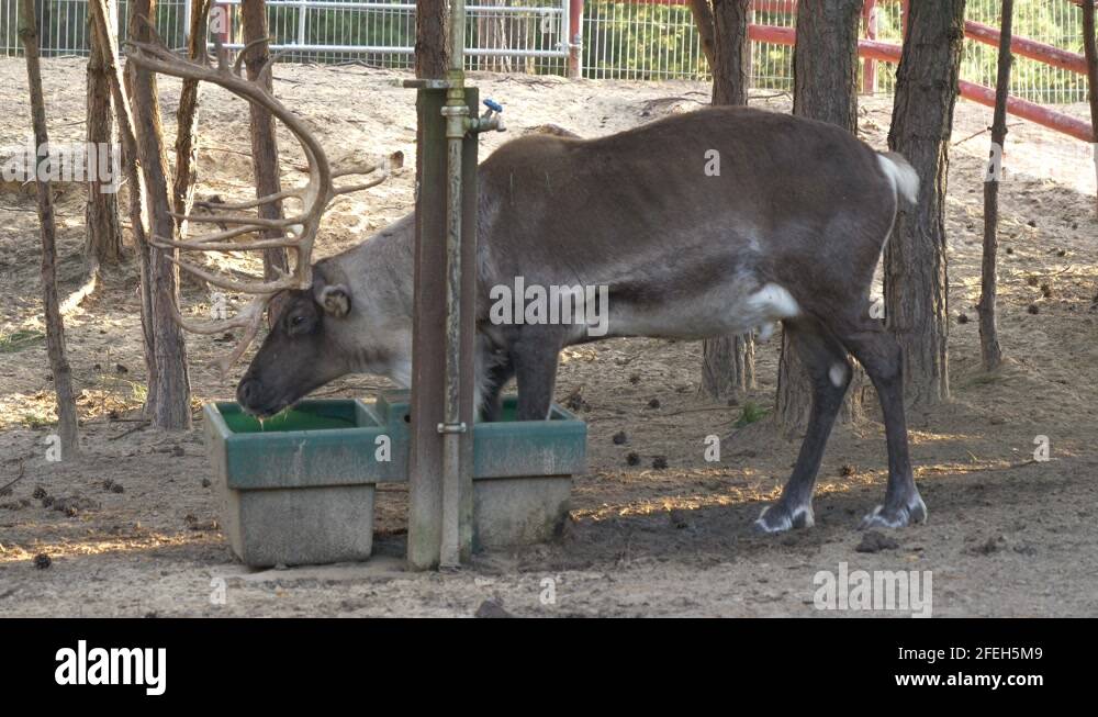 Borealforestcaribou Stock Videos & Footage - HD and 4K Video Clips - Alamy