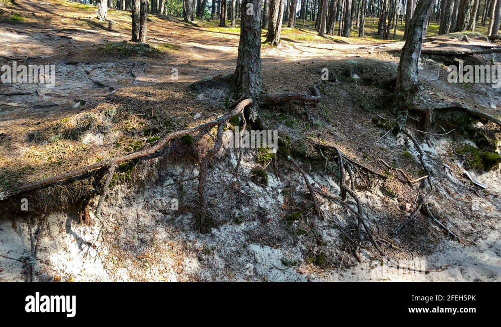 Roots exposed soil erosion Stock Videos & Footage - HD and 4K Video ...