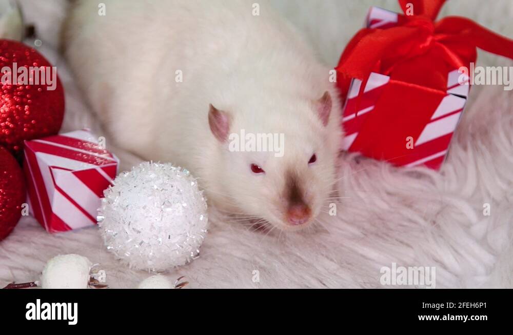 Sniffles the mouse Stock Videos & Footage - HD and 4K Video Clips - Alamy
