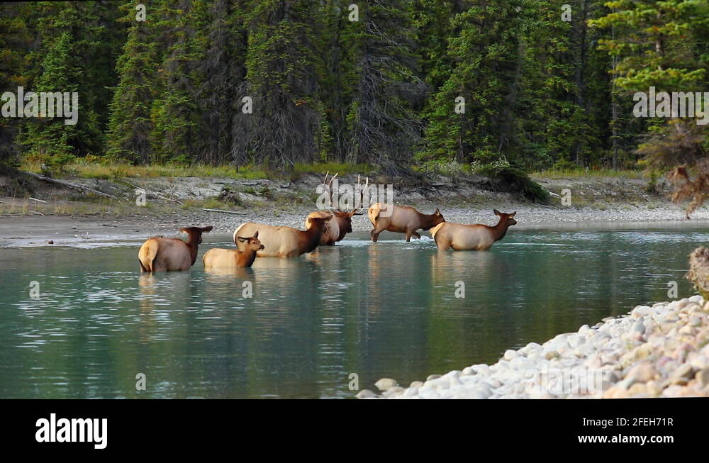 Female harem Stock Videos & Footage - HD and 4K Video Clips - Alamy