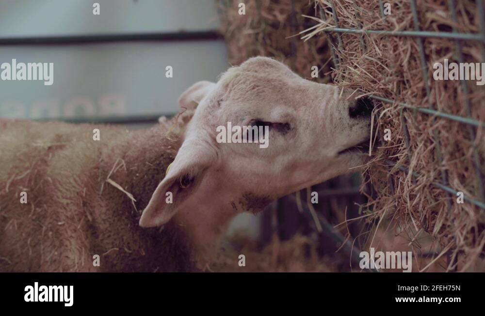 Through wire mesh fence Stock Videos & Footage - HD and 4K Video Clips ...