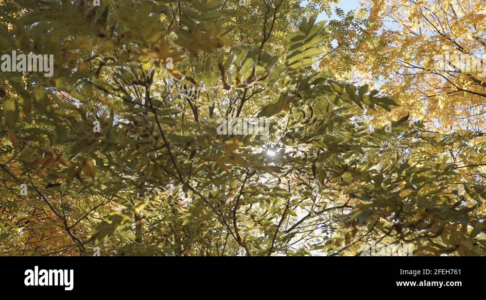 Peering through plants Stock Videos & Footage - HD and 4K Video Clips ...