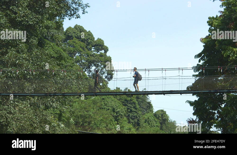 Tourists Crossing Canopy river Bridge, Mount Leuser National Park ...