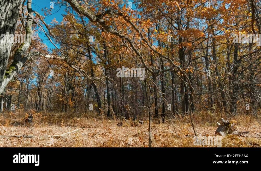 Spreading oak tree Stock Videos & Footage - HD and 4K Video Clips - Alamy