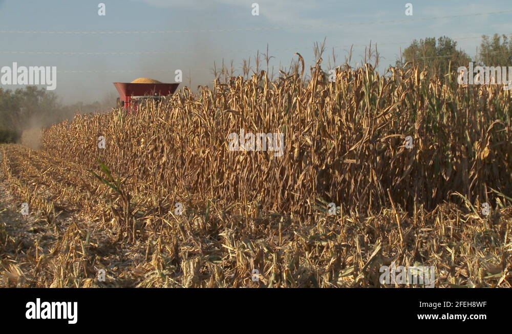 Fall corn field Stock Videos & Footage - HD and 4K Video Clips - Alamy