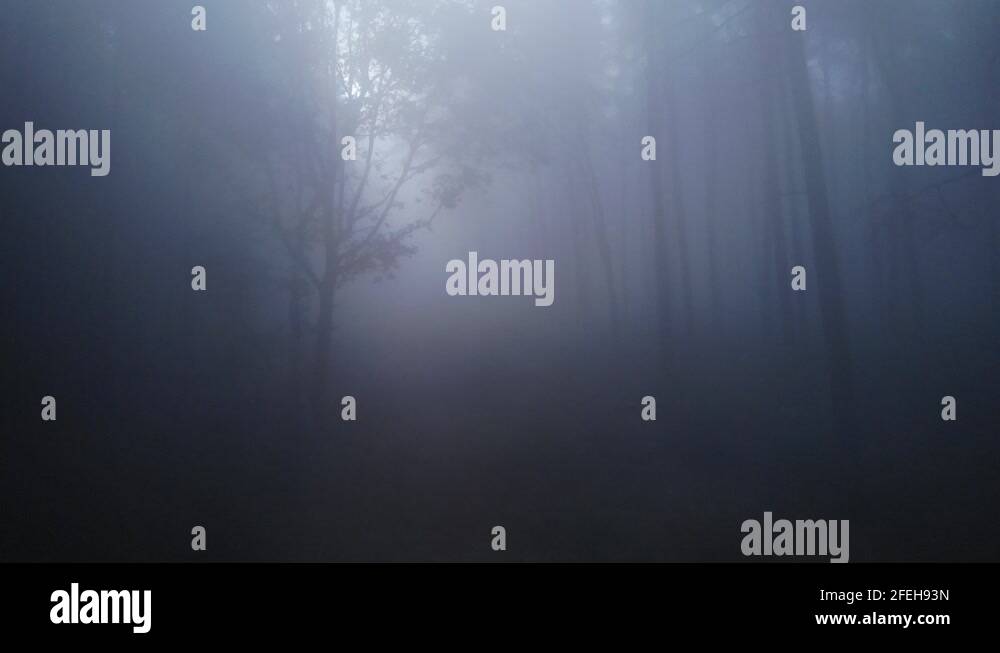 Dark forest in morning mist Stock Videos & Footage - HD and 4K Video ...